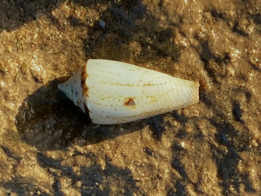 Queen Victoria Cone from Port Hedland WA 6721, Australia on December 17 ...