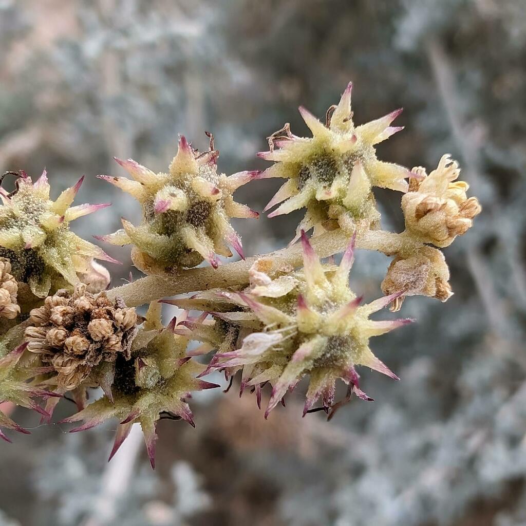 Burrobush from Anza-Borrego Desert State Park on January 6, 2024 at 02: ...