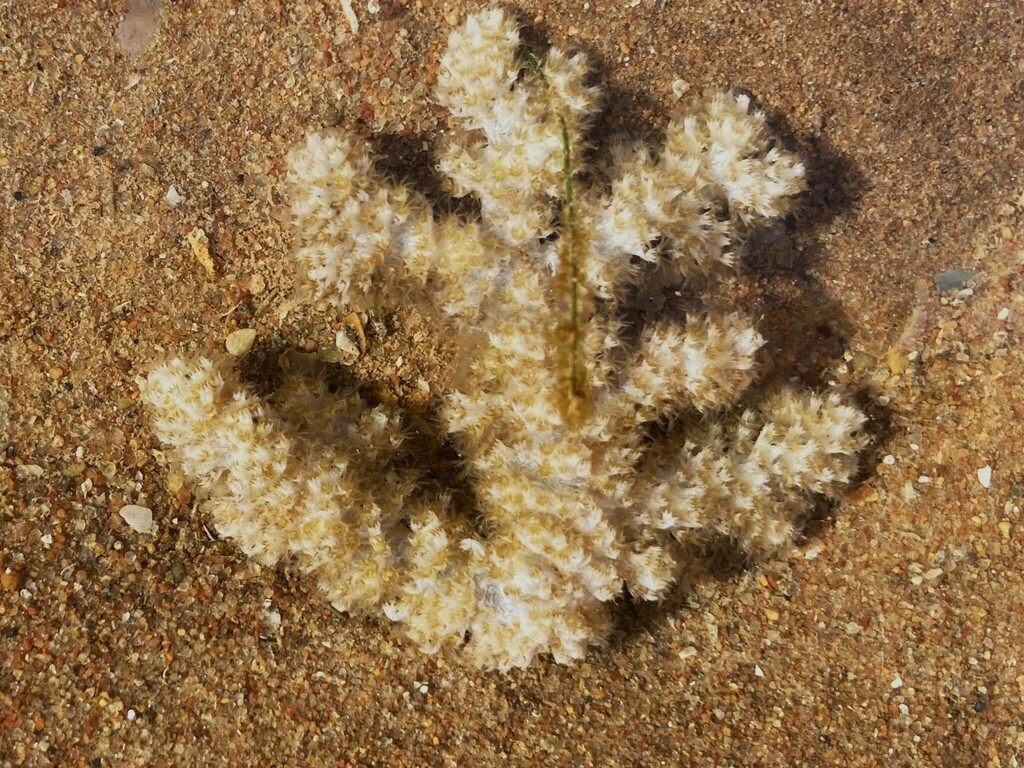 Nephtheidae from Port Hedland, WA, Australia on December 17, 2023 at 06 ...