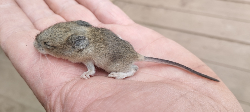 Darwin's Leaf-eared Mouse from Yerba Buena ensenada, La Higuera, CO, CL ...