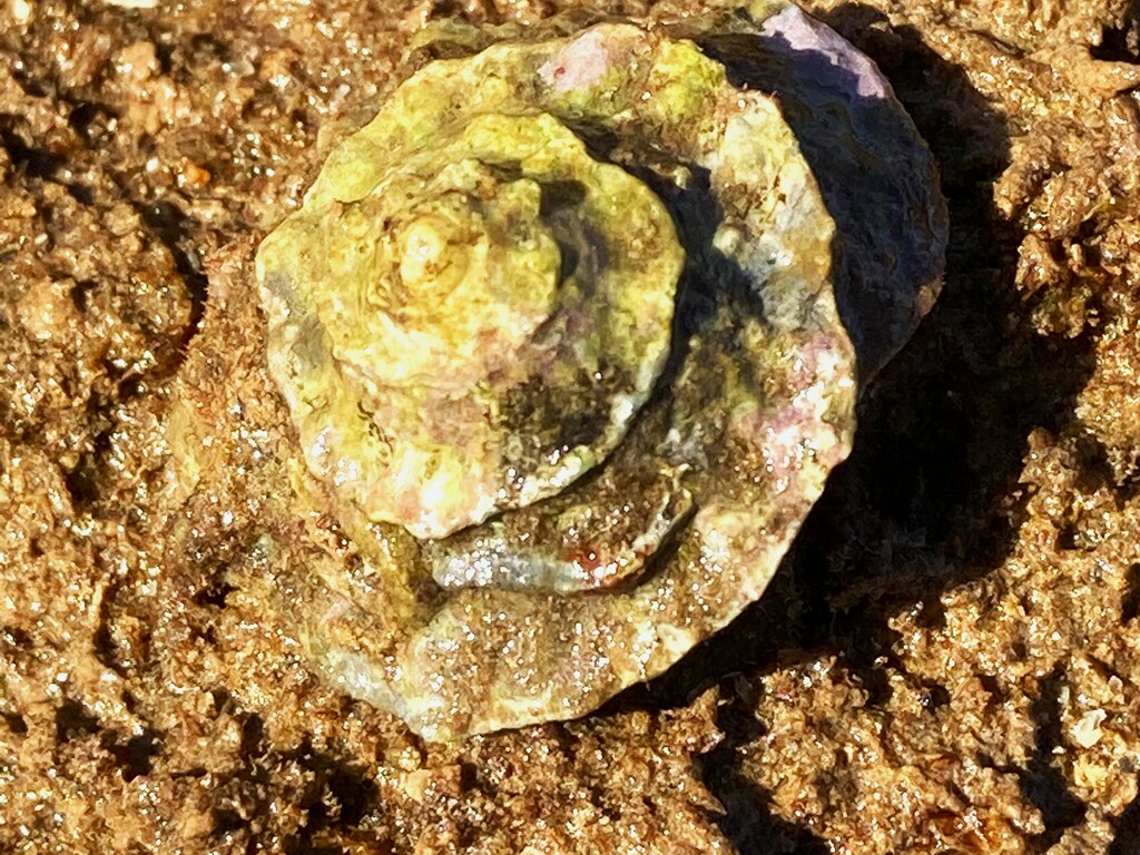 Astralium pileolum from Port Hedland WA 6721, Australia on December 17 ...