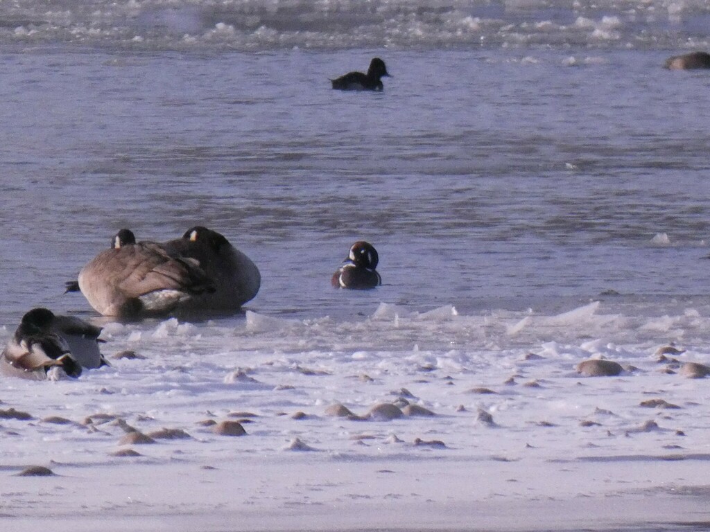 Harlequin Duck from Southeast Calgary, Calgary, AB, Canada on January 7 ...
