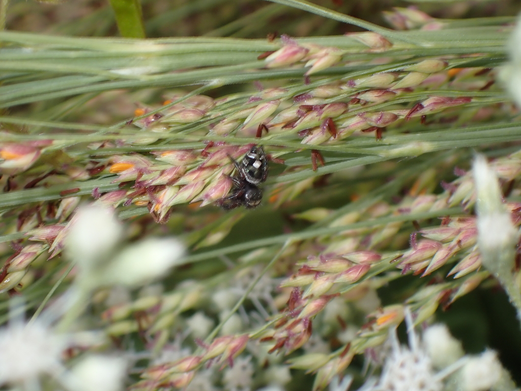 Bold Jumping Spider from Accomack County, VA, USA on August 22, 2023 at ...