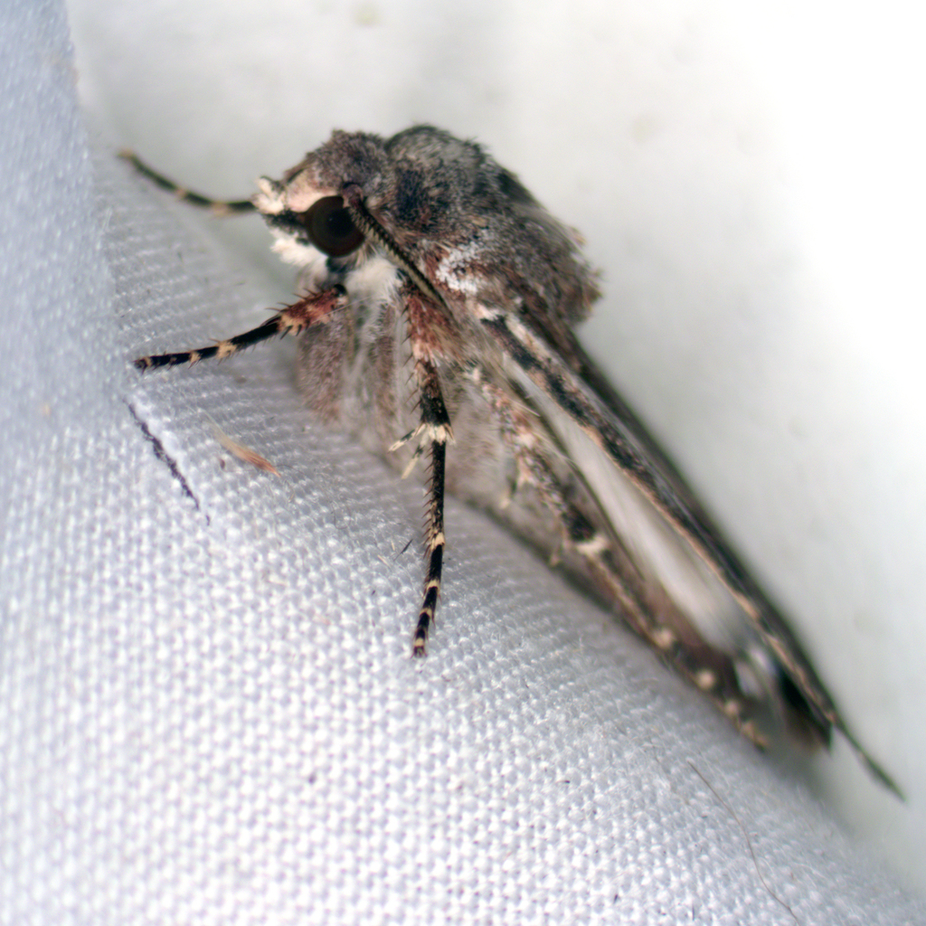 Brown Cutworm from Addington VIC 3352, Australia on January 6, 2024 at ...