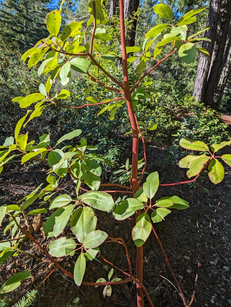 Pacific madrone from Scotts Valley, CA 95060, USA on January 7, 2024 at ...