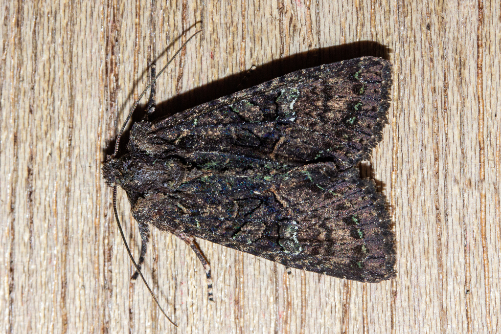 Meterana ochthistis from Conroys Gully, New Zealand on January 6, 2024 ...