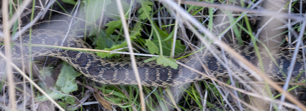 Pacific Gopher Snake from El Sobrante Hills, Richmond, CA 94803, USA on ...