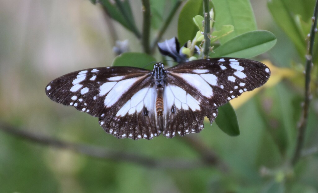 Black-and-white Tiger Butterfly from Nelly Bay QLD 4819, Australia on ...