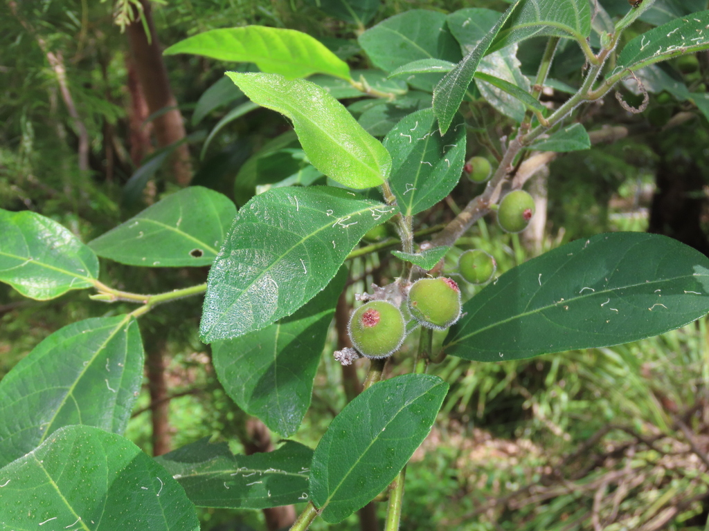 creek sandpaper fig from Octantis Park, Brisbane QLD, Australia on ...