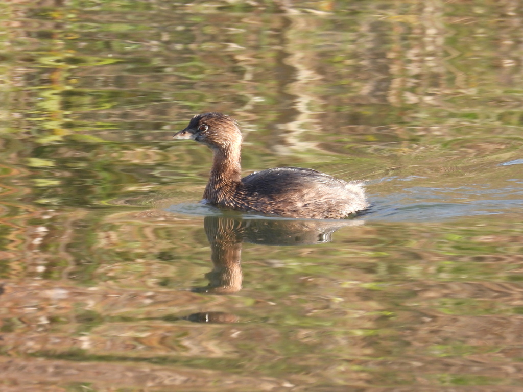 Pied-billed Grebe from McKinney Falls State Park, 5808 McKinney Falls ...