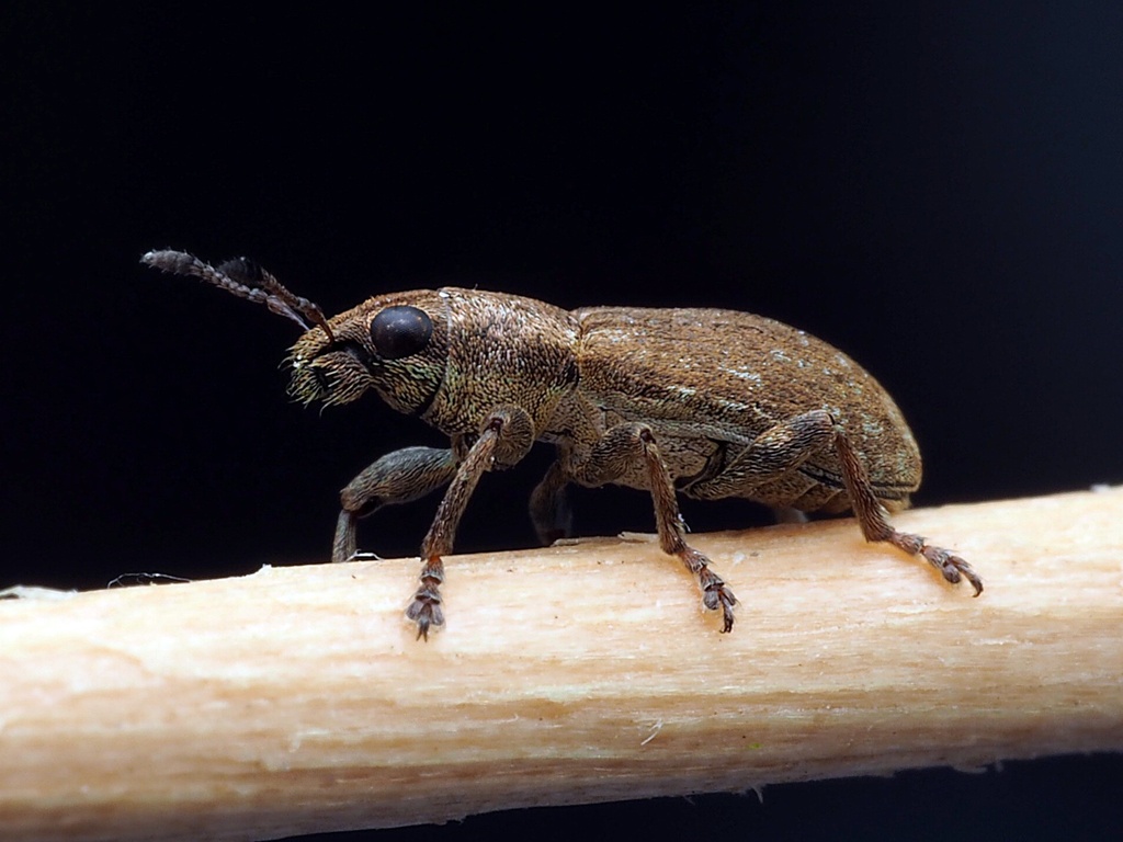Clover root weevil from Kaeo, New Zealand on December 11, 2023 at 12:31 ...