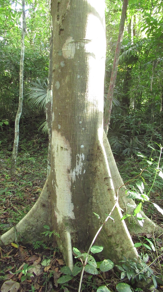 Panama tree from Arraiján, PA-PO, PA on January 7, 2024 by Richard ...