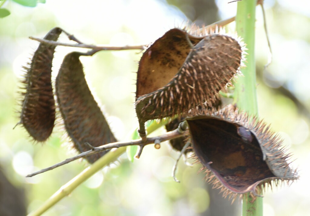 Nickernut from Townsville, QLD, Australia on January 8, 2024 at 11:02 ...