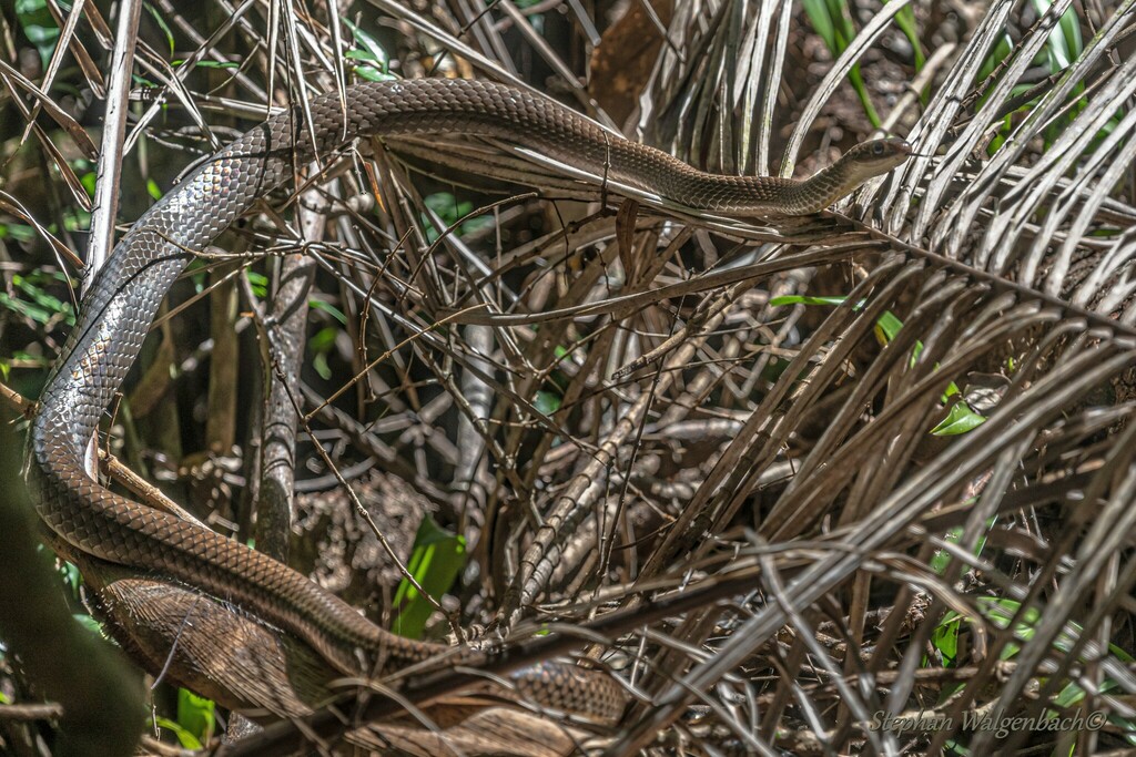 Indo-Chinese Rat Snake in October 2022 by Stephan Walgenbach · iNaturalist