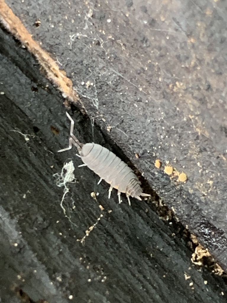 Powder Blue Isopod from 8000 SW 107th Ave, Miami, FL, US on April 10 ...