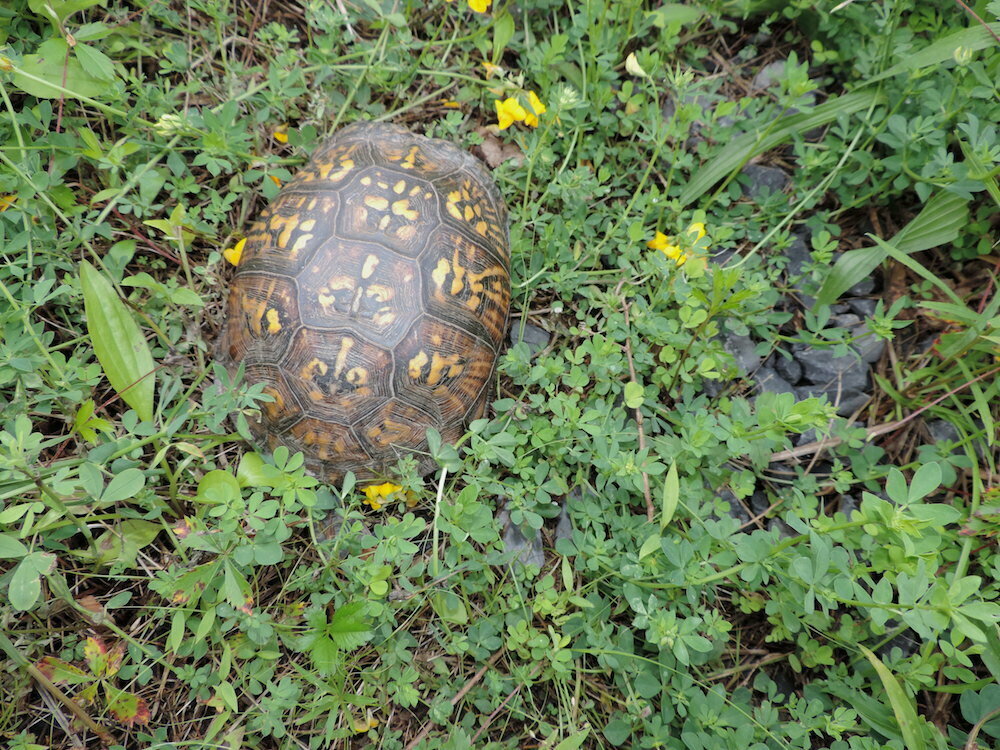 Eastern Box Turtle in June 2014 by Corey Husic · iNaturalist