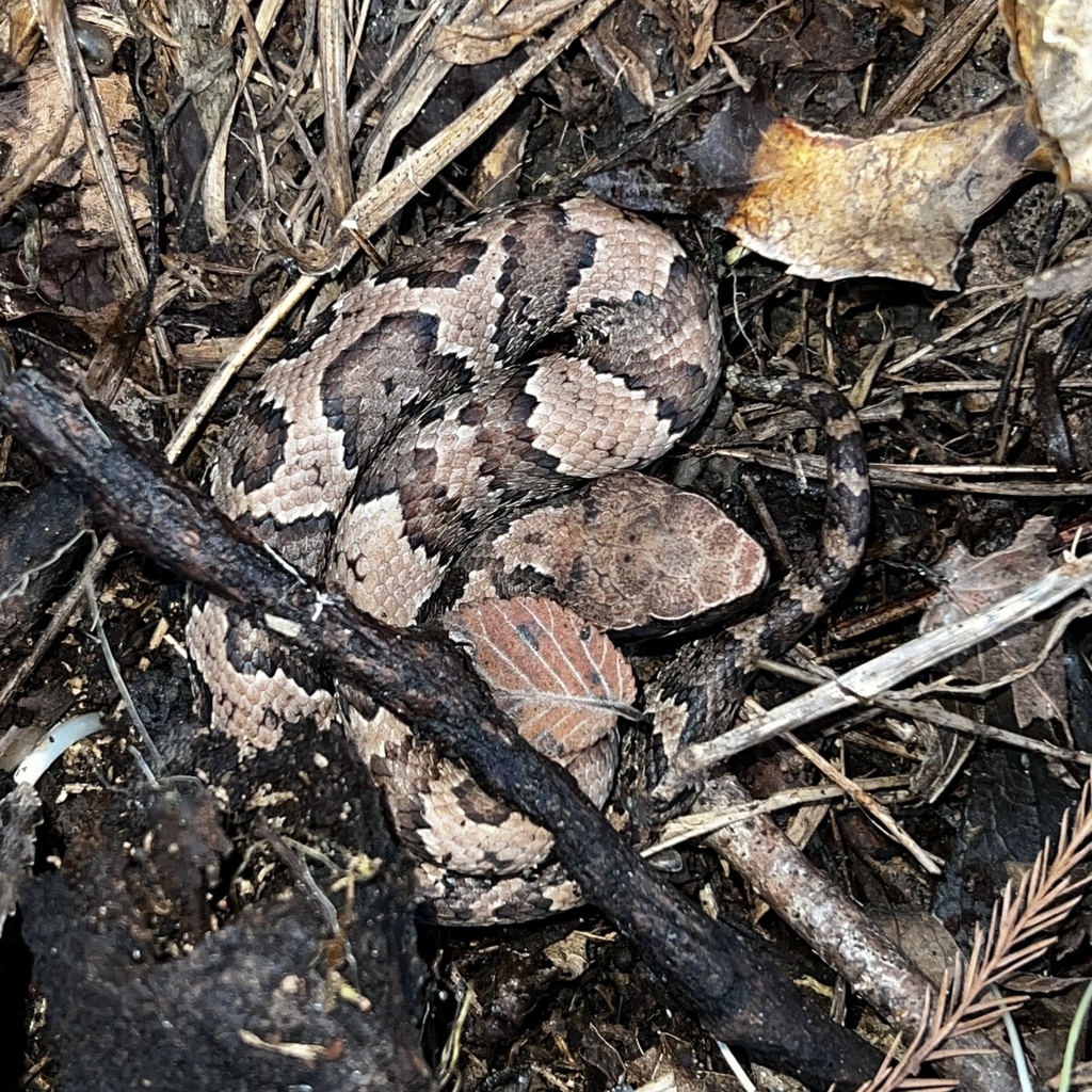 Northern Cottonmouth in December 2023 by thesnakefromthelemma ...