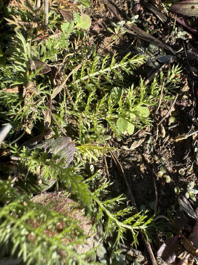 common yarrow from Alvord, TX, US on January 7, 2024 at 09:57 AM by ...