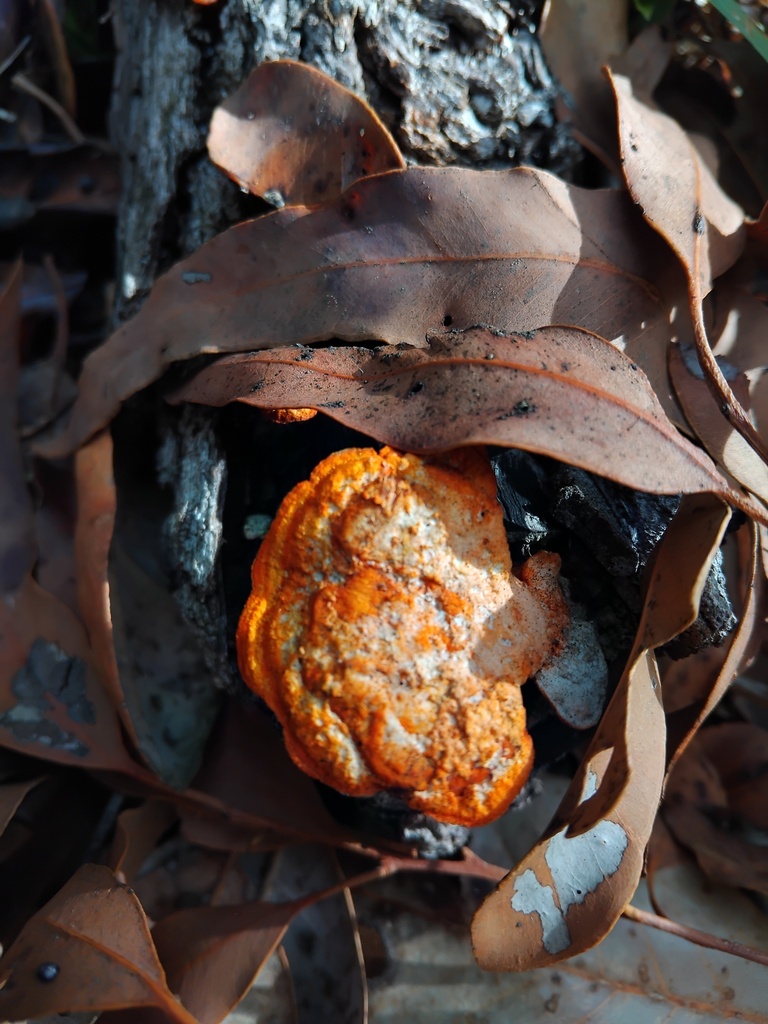Southern Cinnabar Polypore from Sydney NSW, Australia on January 5 ...