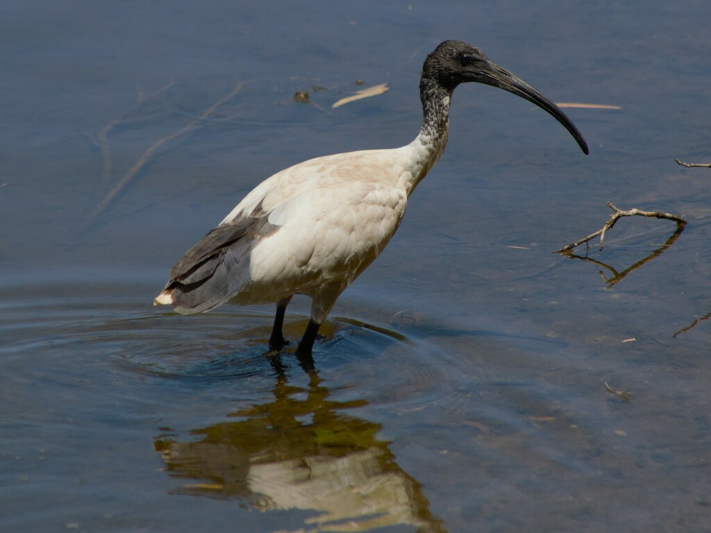 Australian White Ibis from Bunbury WA, Australia on January 4, 2024 at ...