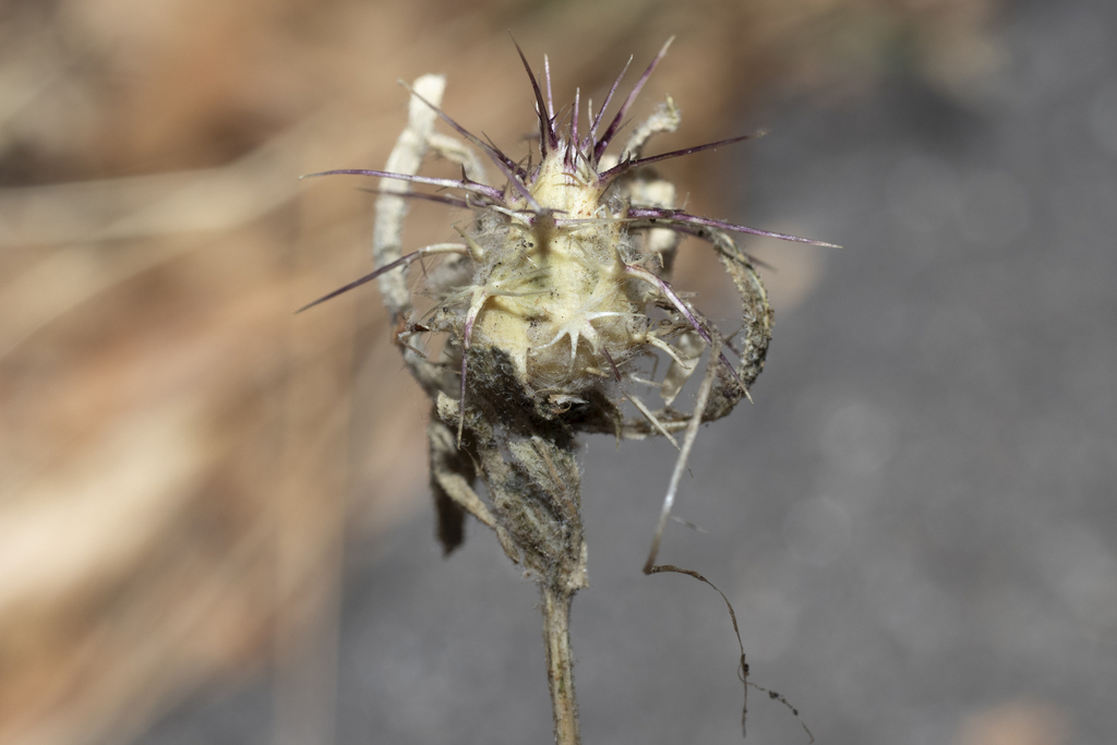 Maltese star-thistle from Orange County, CA, USA on July 26, 2023 at 02 ...