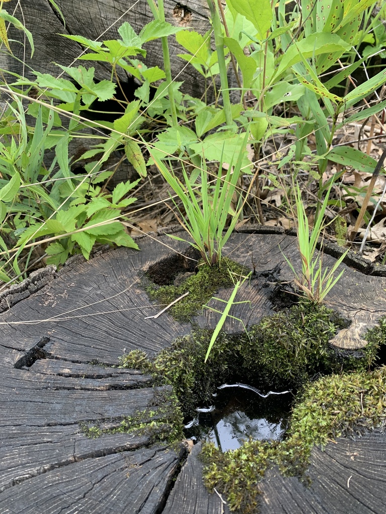 Stick Insects from Indiana Dunes National Park, Gary, IN, US on August ...