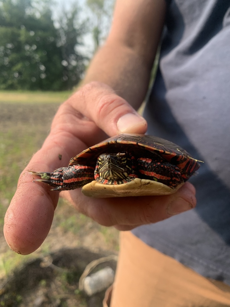 Painted Turtle from Hartford, MI, US on June 7, 2023 at 09:37 AM by ...