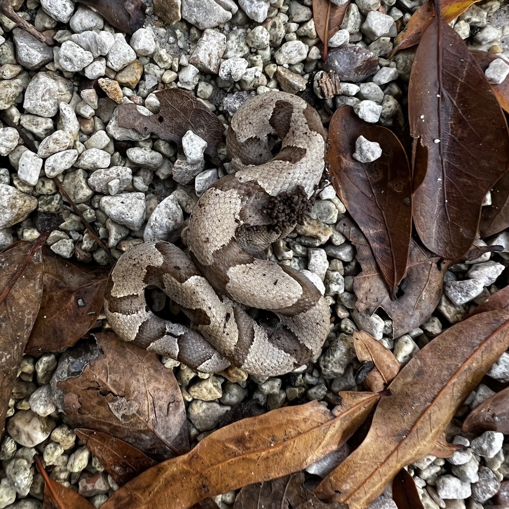 Eastern Copperhead in January 2024 by thesnakefromthelemma. Tiny little ...