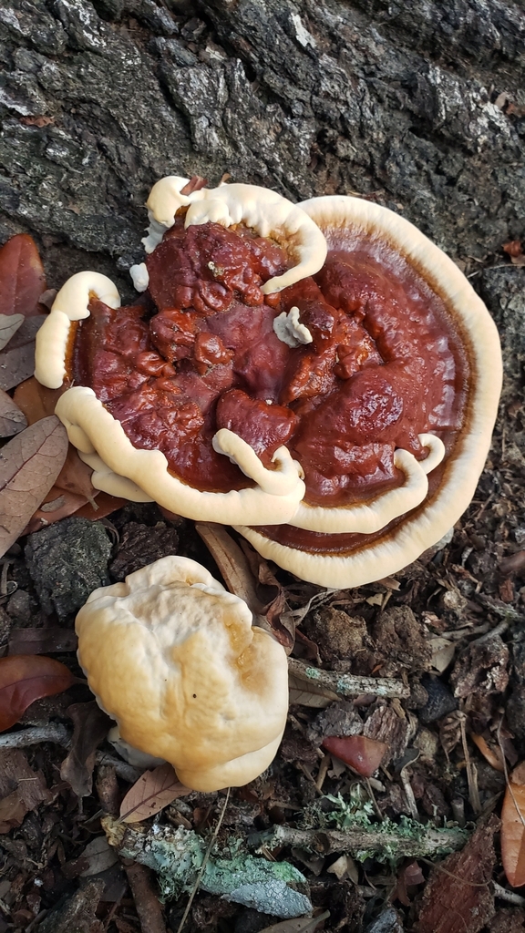 Ganoderma sessile by Richard Harris. New Orleans · iNaturalist