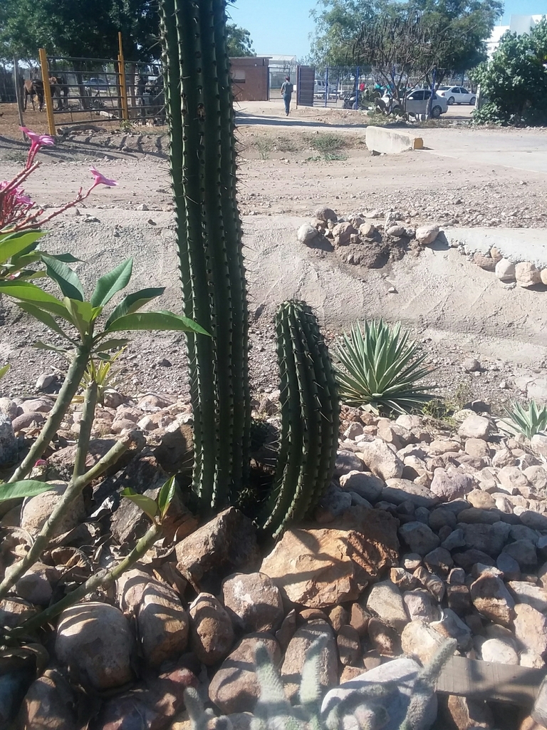 pitayo en abril 2019 por Kathia Lerma Collantes · iNaturalist Mexico
