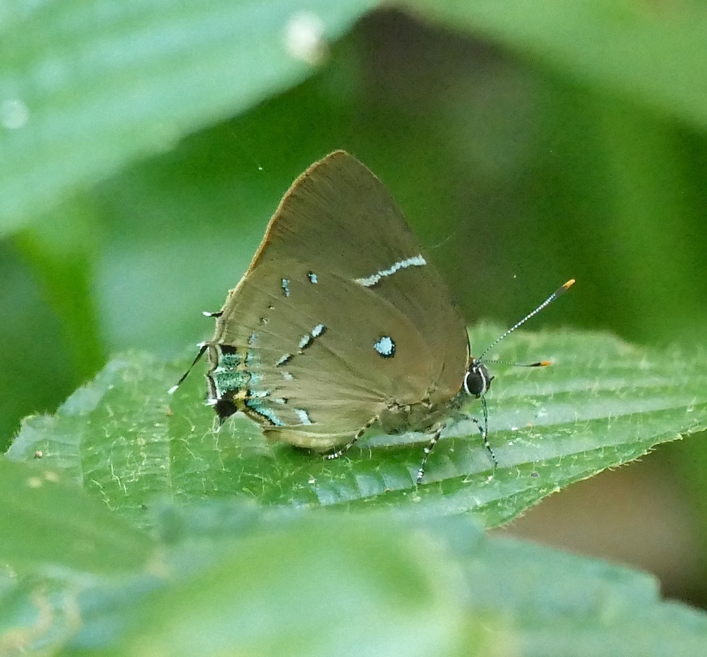 Oenomaus melleus from El Porvenir, Atlántida, Honduras on April 30 ...