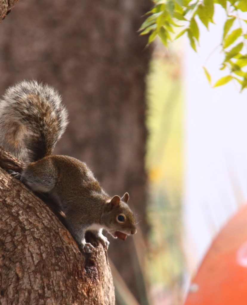 Allen's Squirrel from Sin Nombre de Col 9, Saltillo, Coah., México on ...