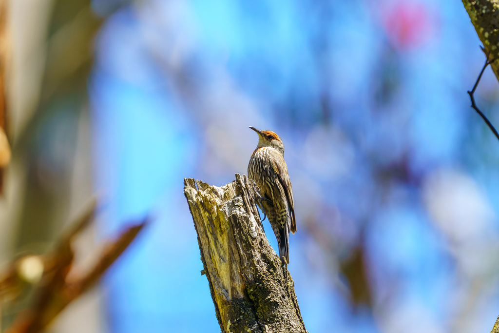 Red-browed Treecreeper from Crookwell NSW 2583, Australia on January 6 ...