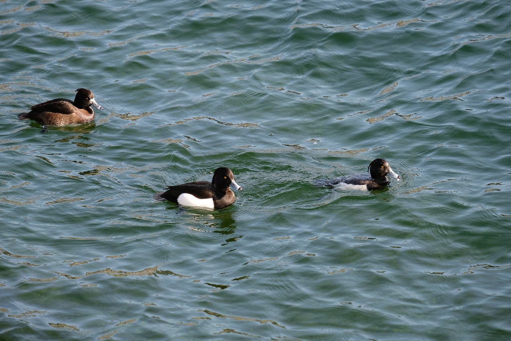 Tufted Duck from 4810 Gmunden, Austria on February 19, 2019 at 03:30 PM ...