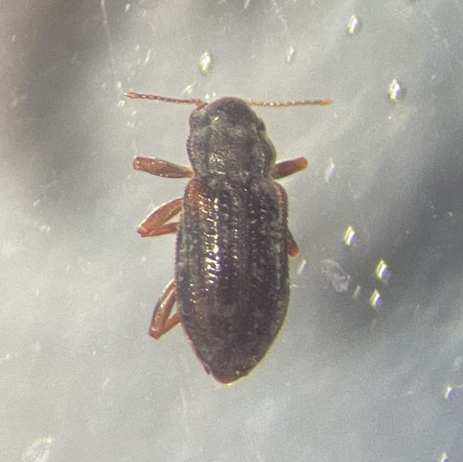 Microcylloepus pusillus from Oviedo, FL, US on May 2, 2023 at 10:31 AM ...