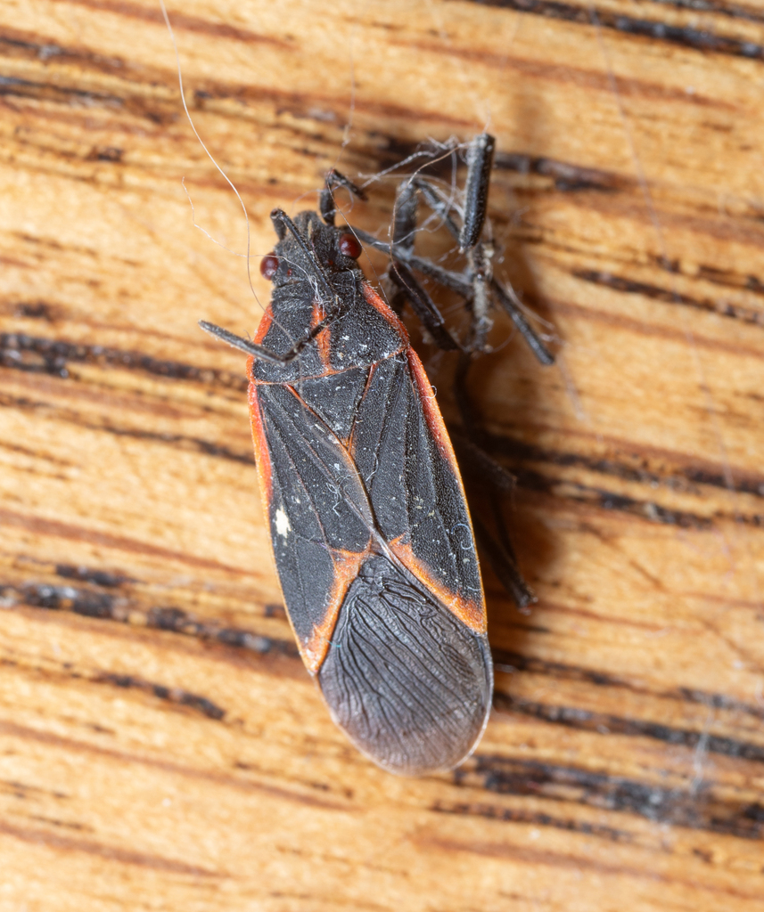 Eastern Boxelder Bug from Midland, MI, USA on January 7, 2024 at 10:16 ...