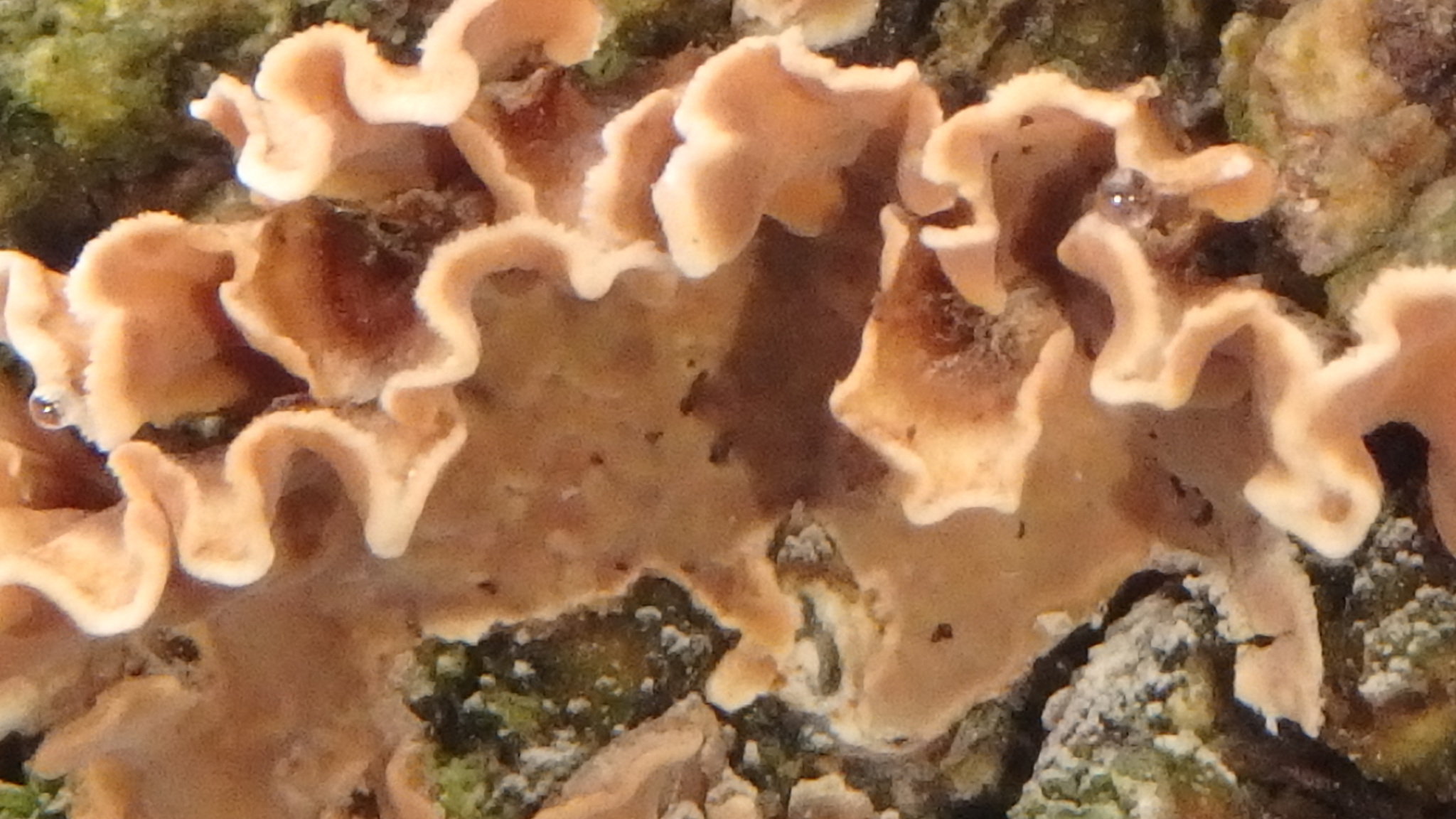 Peniophora incarnata - Fleischroter Zystidenrindenpilz