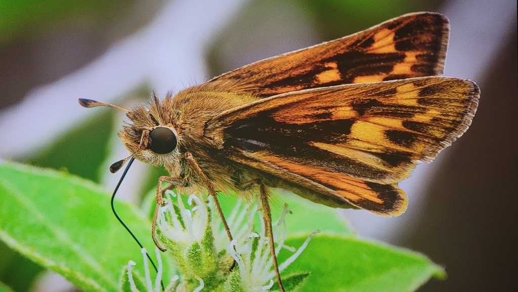 Fiery Skipper from Mercedes, TX, USA on January 7, 2024 at 10:17 PM by ...