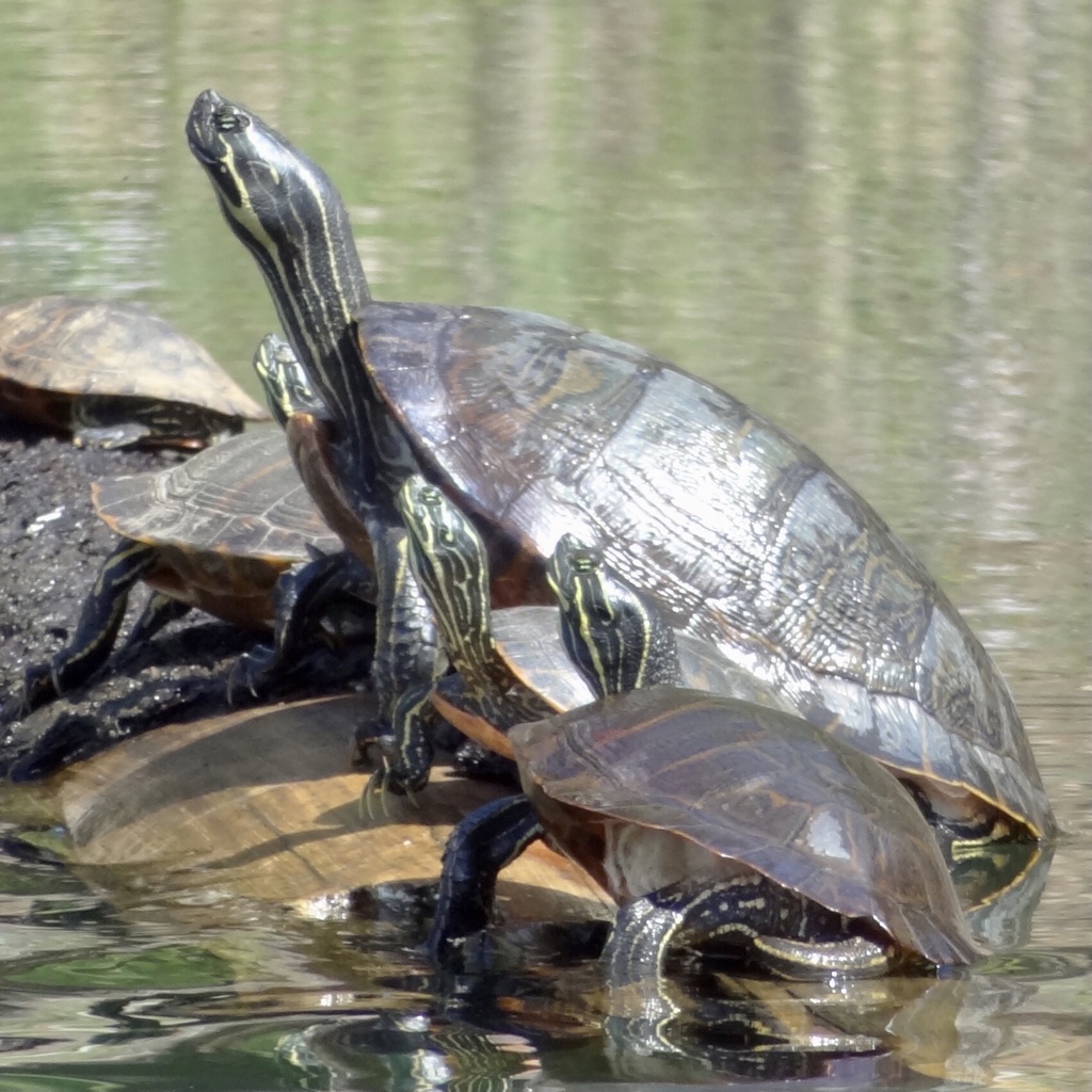 Northern Red-bellied Cooter from Lake Arrowhead, Luray, VA, US on April ...