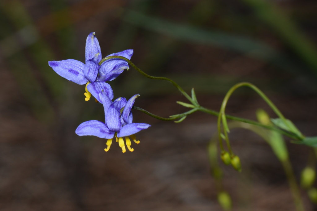 nodding blue lily from Boundain WA 6312, Australia on August 26, 2023 ...