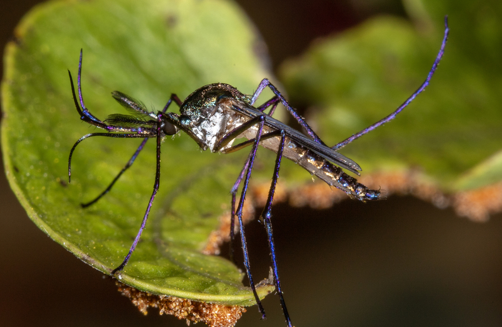 Elephant Mosquitoes from Yumbo, Valle del Cauca, Colombia on March 2 ...