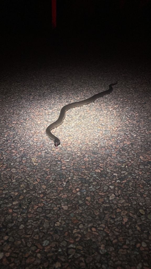 Eastern Small-eyed Snake from Paluma Range National Park, Crystal Creek ...