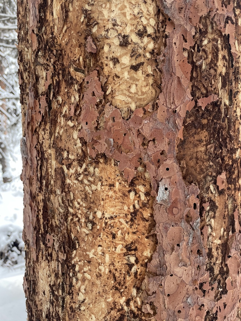 Three-toed Woodpeckers from Peter Lougheed Provincial Park, Kananaskis ...