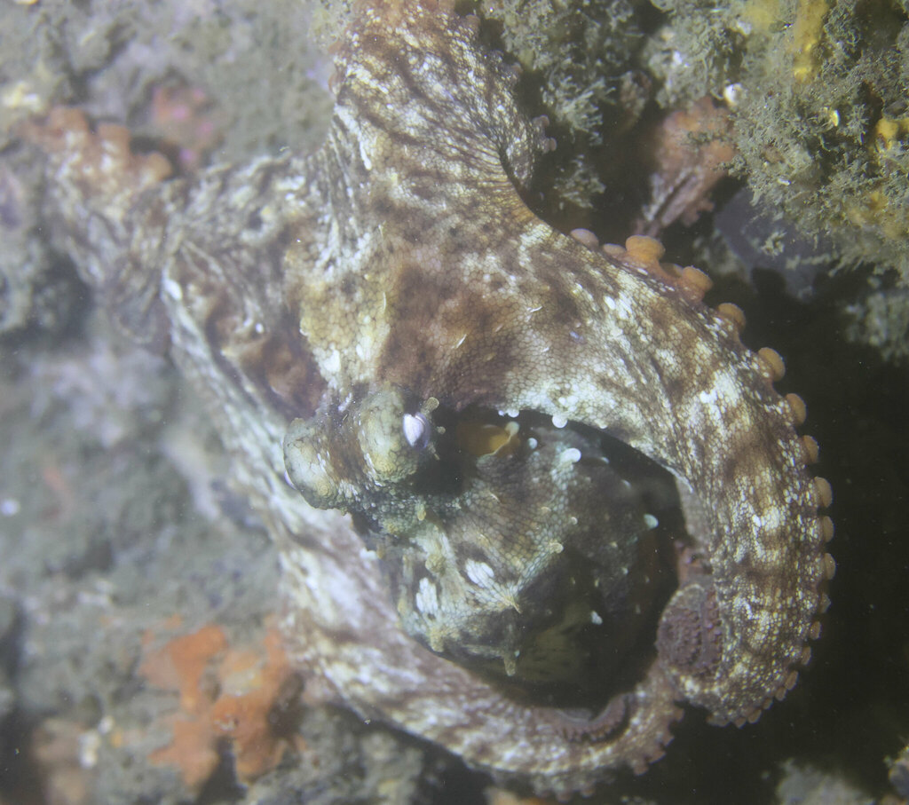 Common Sydney Octopus from Sydney NSW, Australia on August 2, 2023 at ...