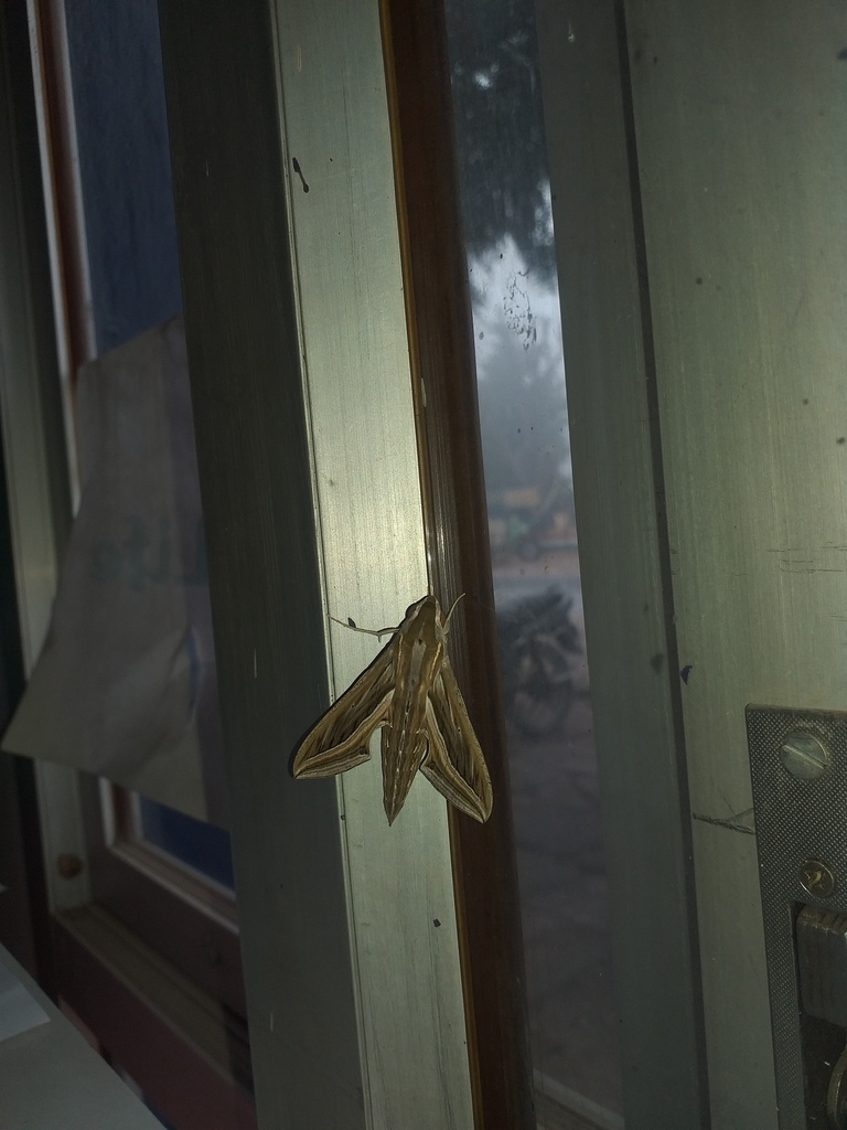 Vine Hawkmoth from Bidasar, Rajasthan 331501, India on January 8, 2024 ...