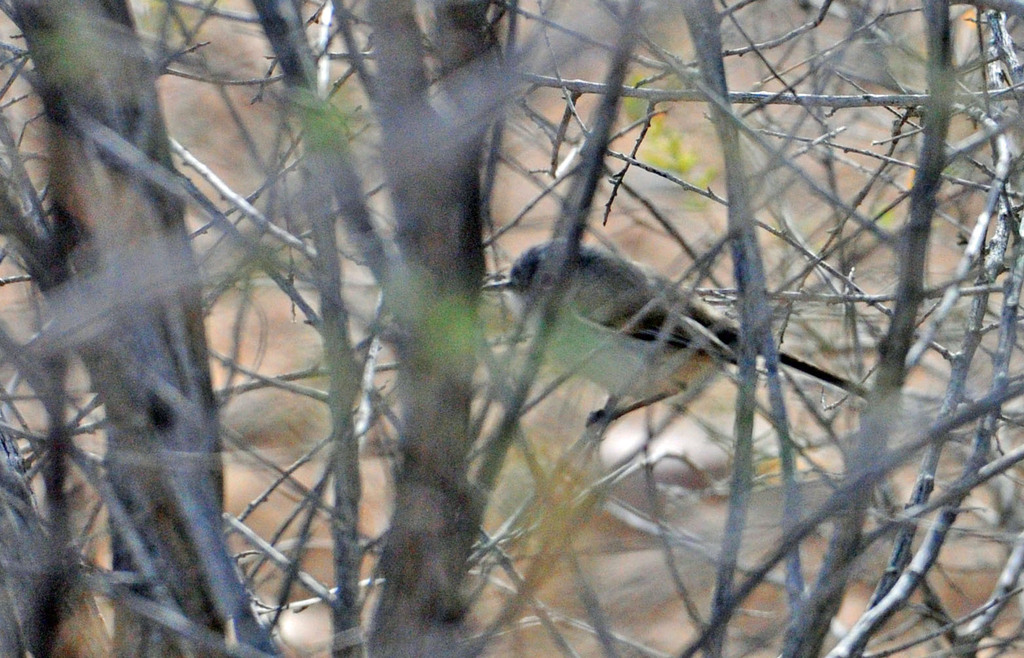 Black-tailed Gnatcatcher from Nye County, NV, USA on March 5, 2017 at ...