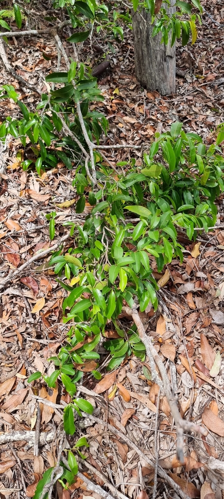 Zig-zag Vine from Takura QLD 4655, Australia on January 6, 2024 at 11:11 AM by Tina Raveneau ...