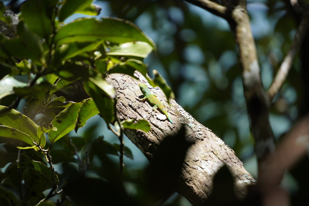 Orange-spotted Day Gecko in December 2023 by Pierre-Louis Stenger ...