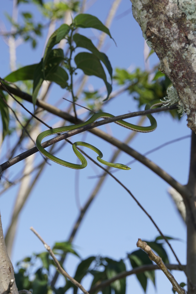 Pointed Snake from El cabirmal, dominican republic on April 10, 2019 by ...
