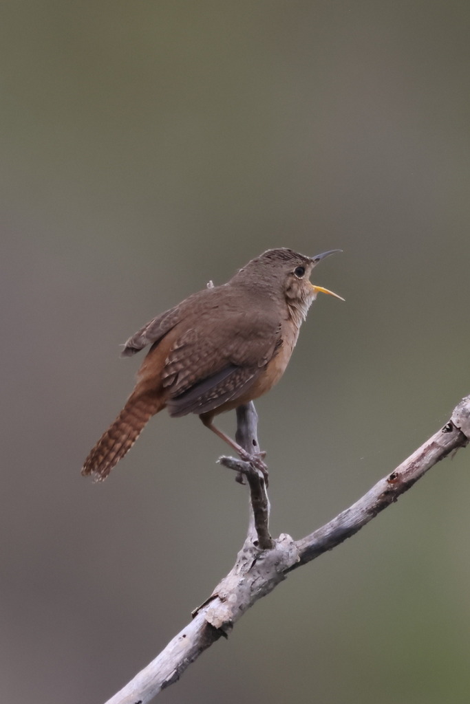 House Wren from Celendín Province, Peru on January 7, 2024 at 09:17 AM ...